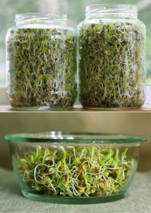 Cómo cultivar brotes y germinados de granos de manera práctica ...