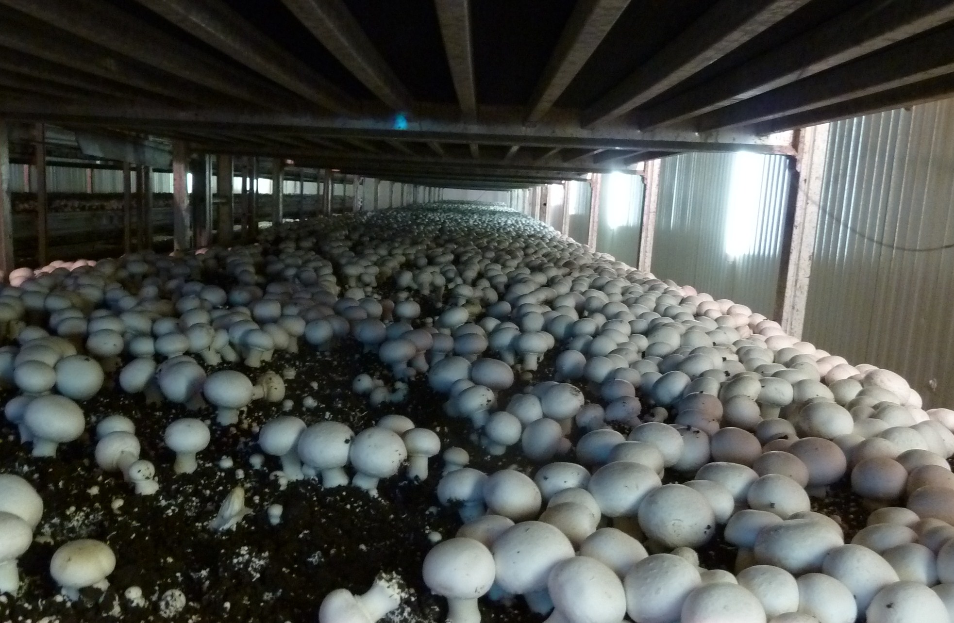 Basic manual for mushroom farming - FreshFruitPortal.com