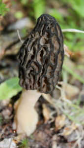 Antecedentes para la producción y cultivo de Morchella ...