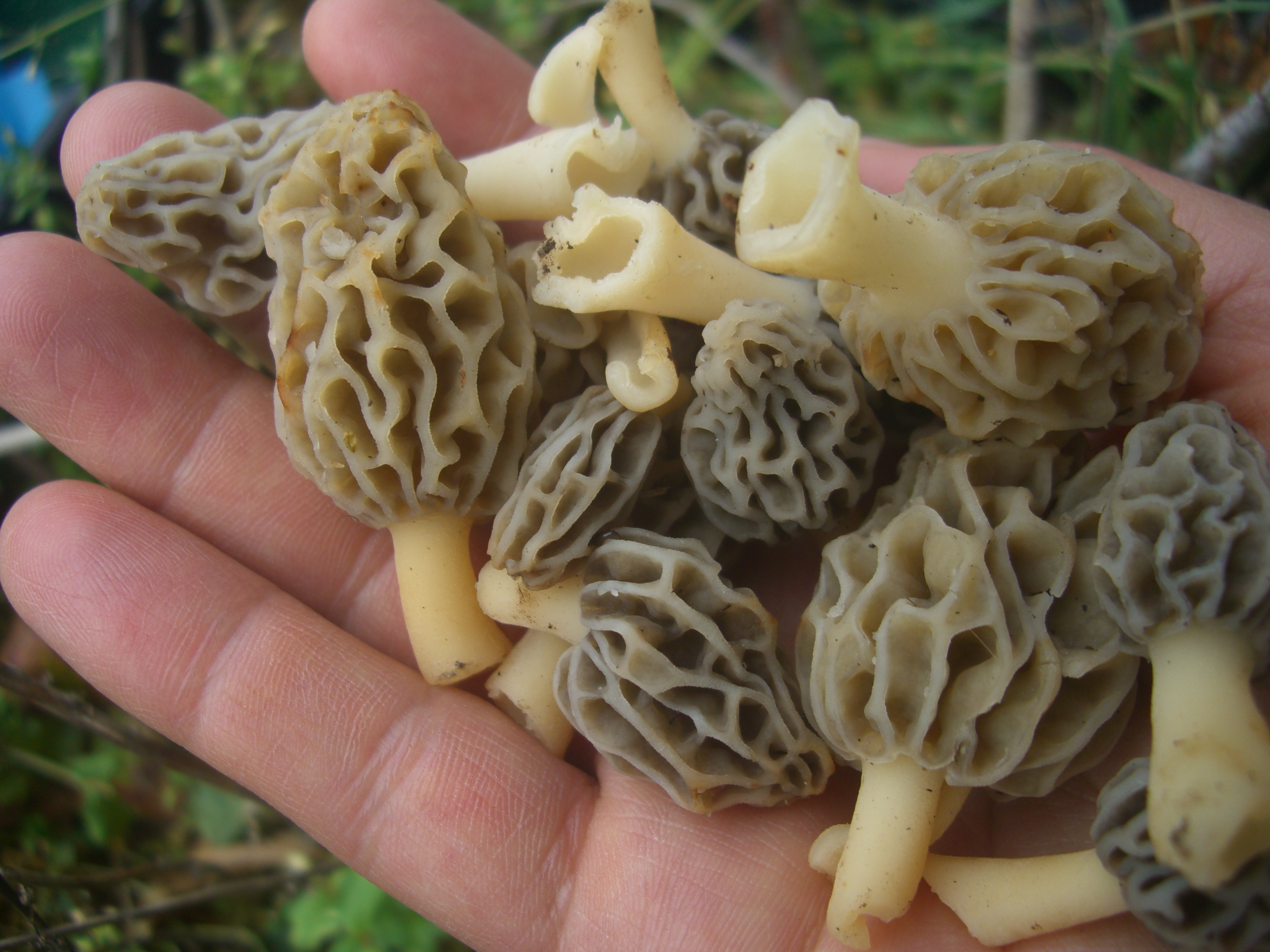 Tipos De Hongos Morillas Morilla. From Patagonia: Hongos Y Frutos