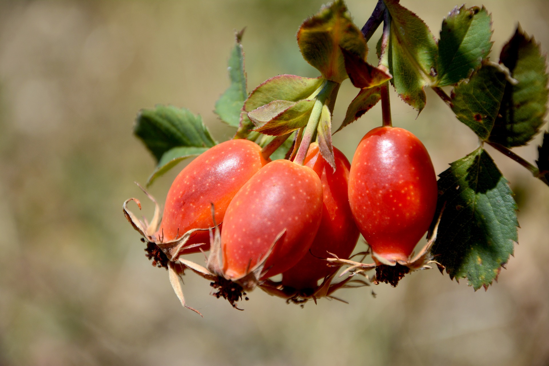 Ficha técnica para la producción de Rosa Mosqueta - PortalFruticola.com