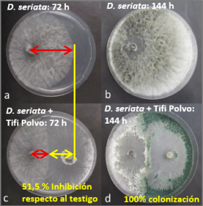 Control eficaz de enfermedades de la madera - PortalFruticola.com