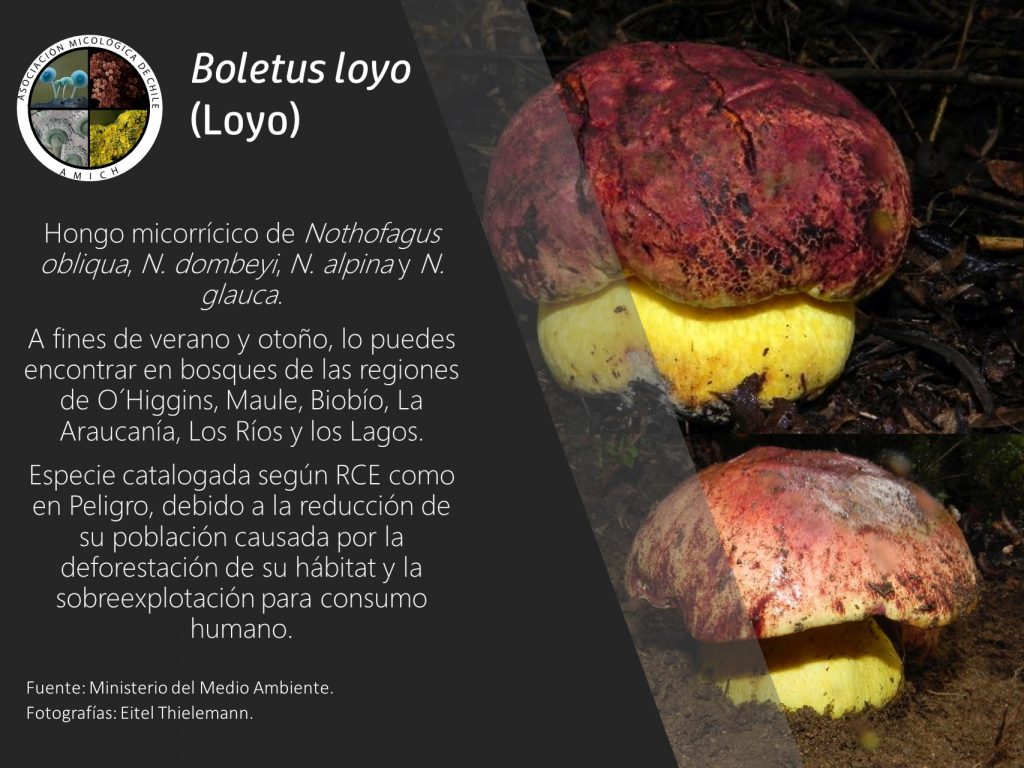 Chile busca un hongo que represente al país - PortalFruticola.com