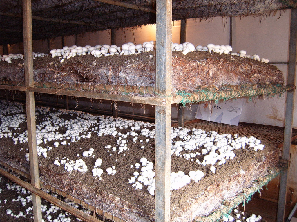 Basic manual for mushroom farming - FreshFruitPortal.com