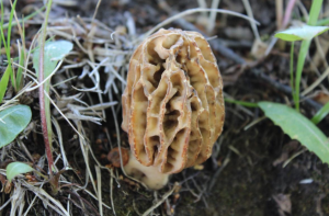 Antecedentes para la producción y cultivo de Morchella ...