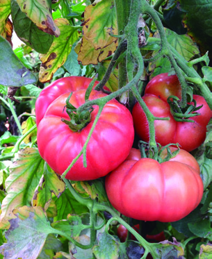 Cómo obtener semillas de Tomate Limachino Antiguo para la producción de ...
