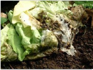 Manual fotográfico: Plagas y enfermedades de la lechuga ...