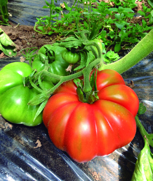 Cómo obtener semillas de Tomate Limachino Antiguo para la producción de ...