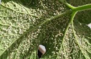 Manual fotográfico: Plagas y enfermedades de la lechuga ...