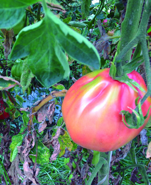 Cómo obtener semillas de Tomate Limachino Antiguo para la producción de ...