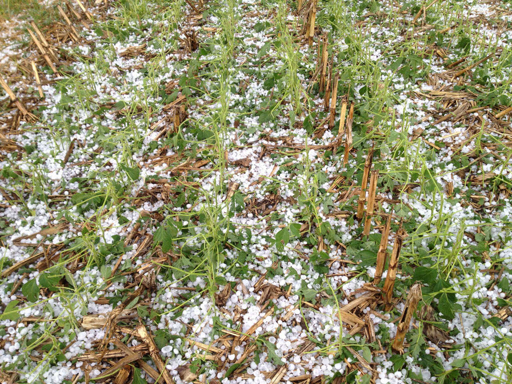 Daños por el granizo en cultivos y cómo ayudarlos - PortalFruticola.com