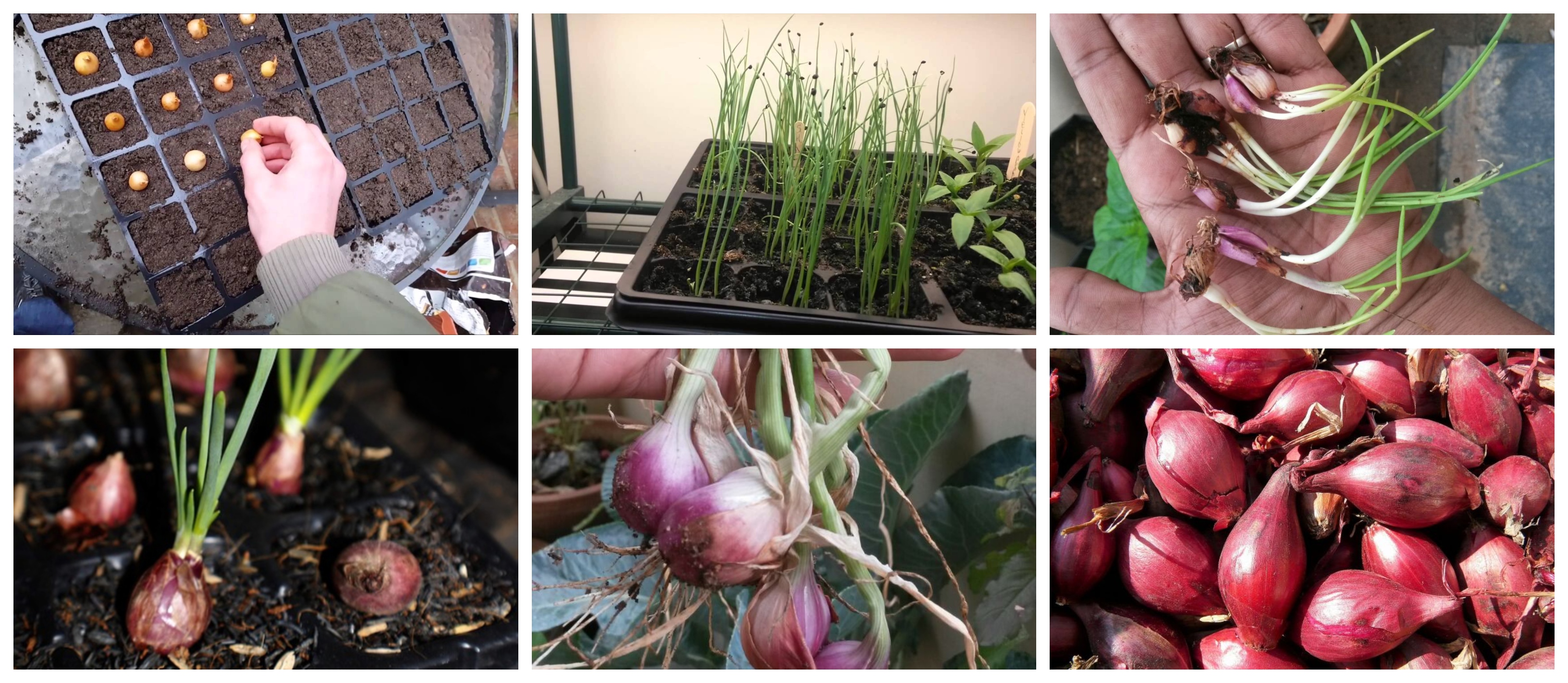 Cultivo De Chalotas La Chalota, Reina De La Cocina Francesa | El