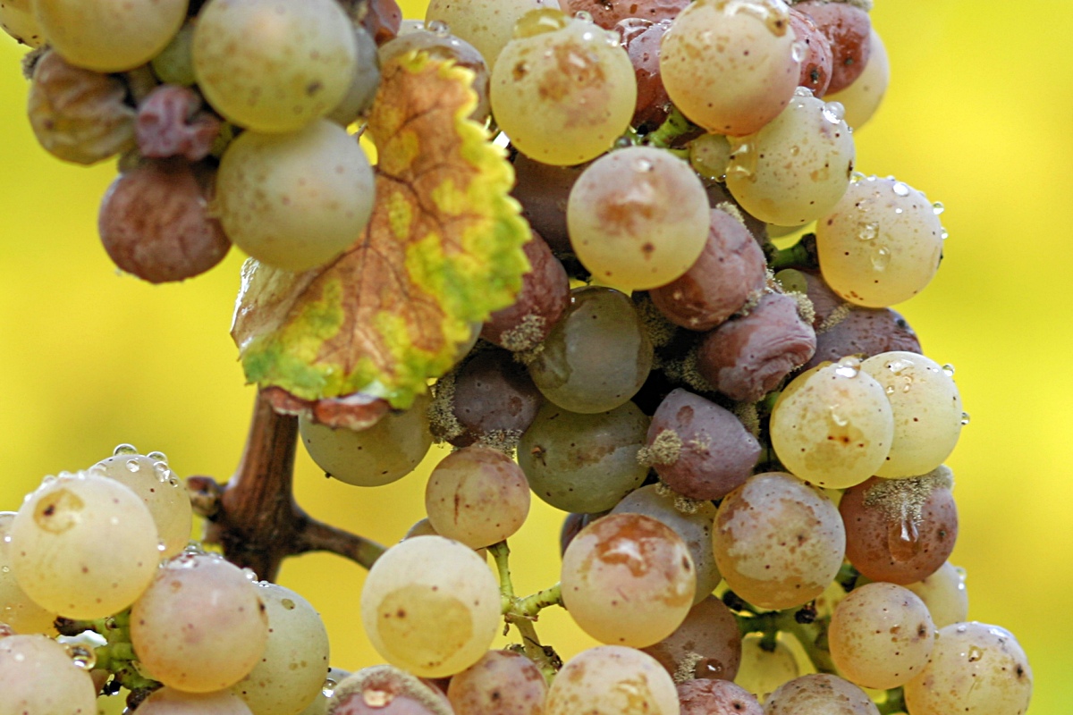Todo sobre la Botrytis cinerea o podredumbre gris en los cultivos ...