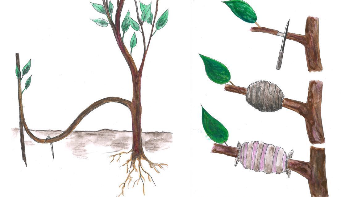 Guía para hacer todo tipo de acodos en la agricultura: mugrones ...