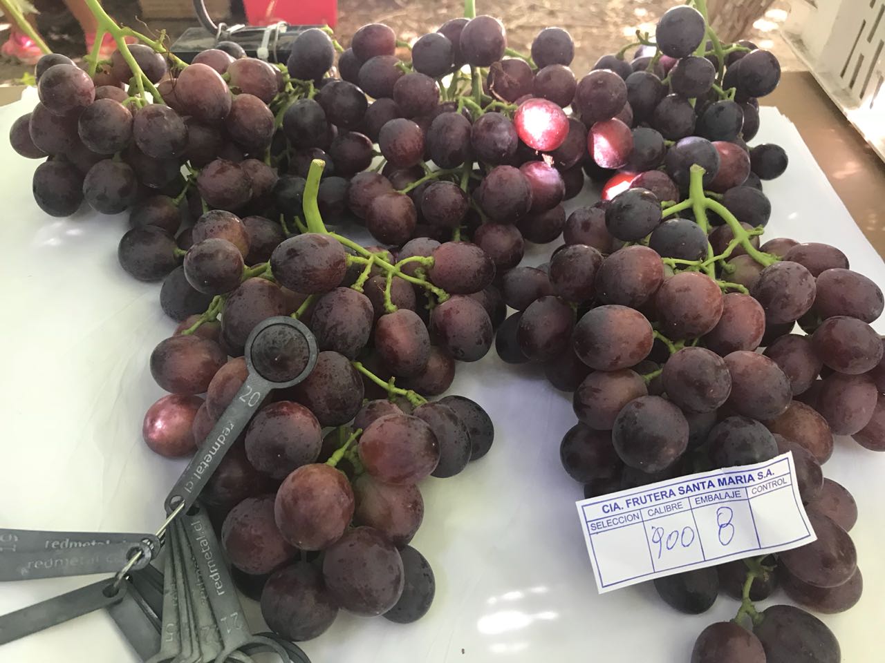 Chile: Pequeños productores de uva de mesa se certifican para exportar ...