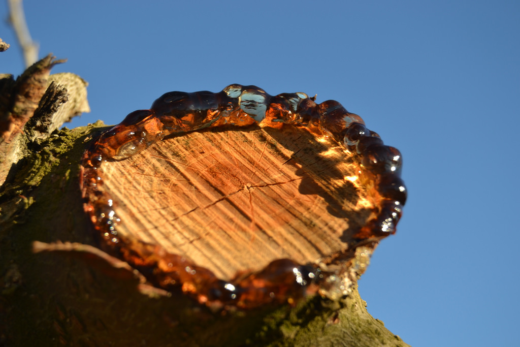 ¿Qué es, y como prevenir y tratar la gomosis? - PortalFruticola.com