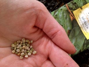 Guía básica para el cultivo de la espinaca - PortalFruticola.com