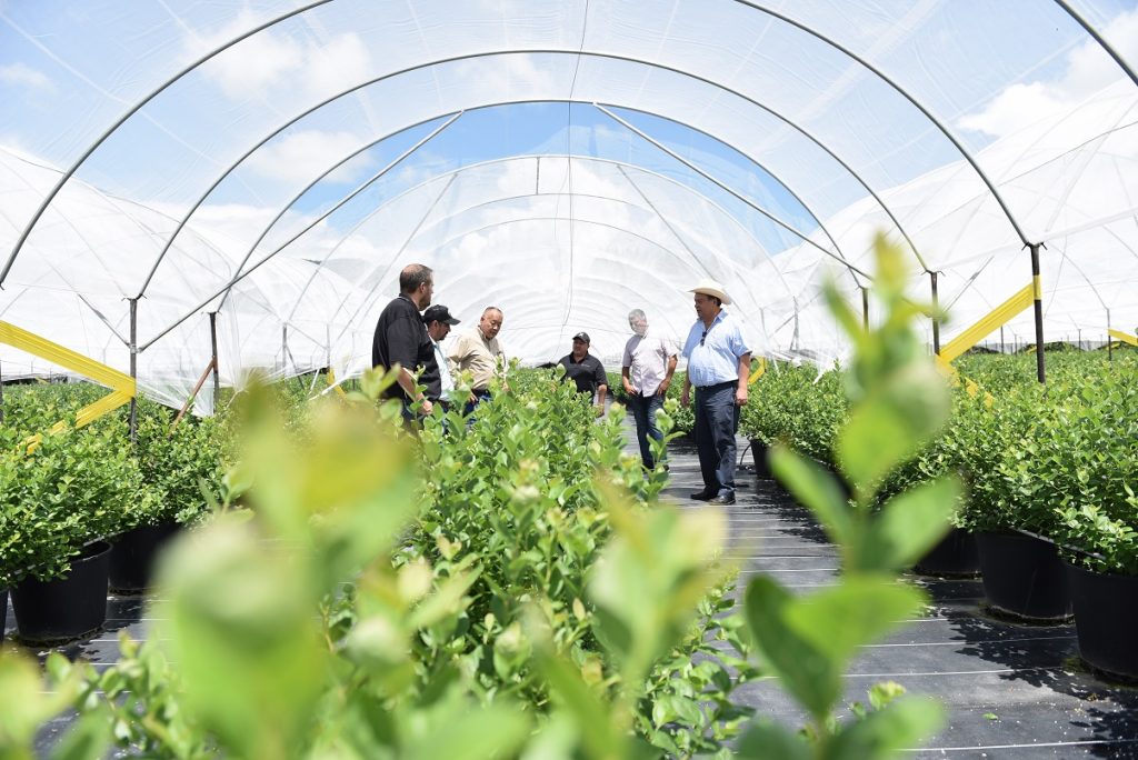 Berry People lanza la primera temporada de arándanos orgánicos desde ...