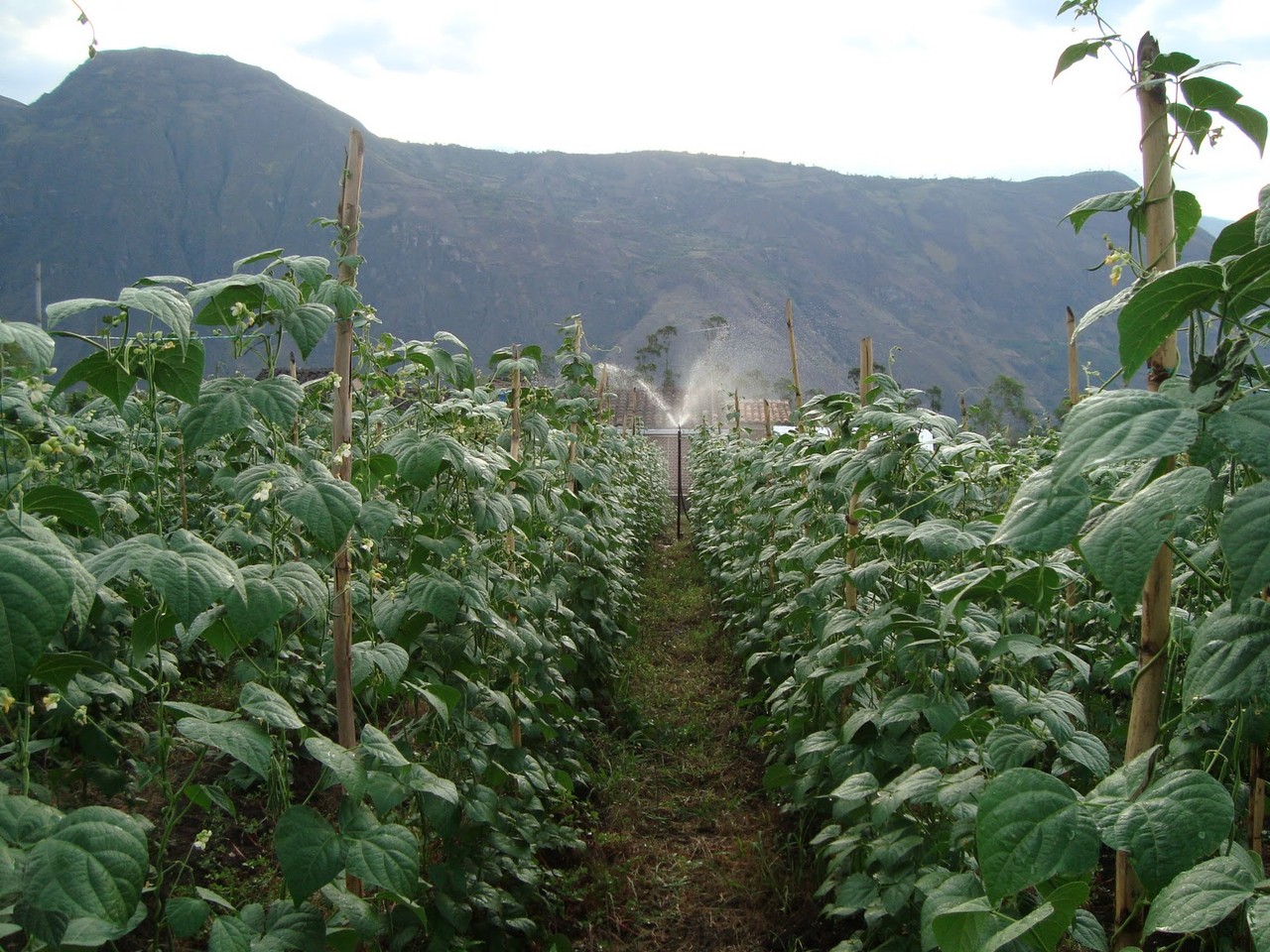 Cultivo del sacha inchi o maní de los incas para una salud de oro ...