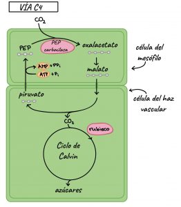 El metabolismo de las plantas C3, C4, CAM y su incidencia en la ...