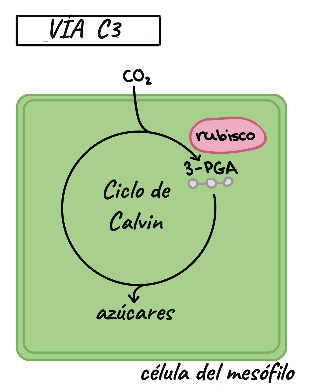 El metabolismo de las plantas C3, C4, CAM y su incidencia en la ...