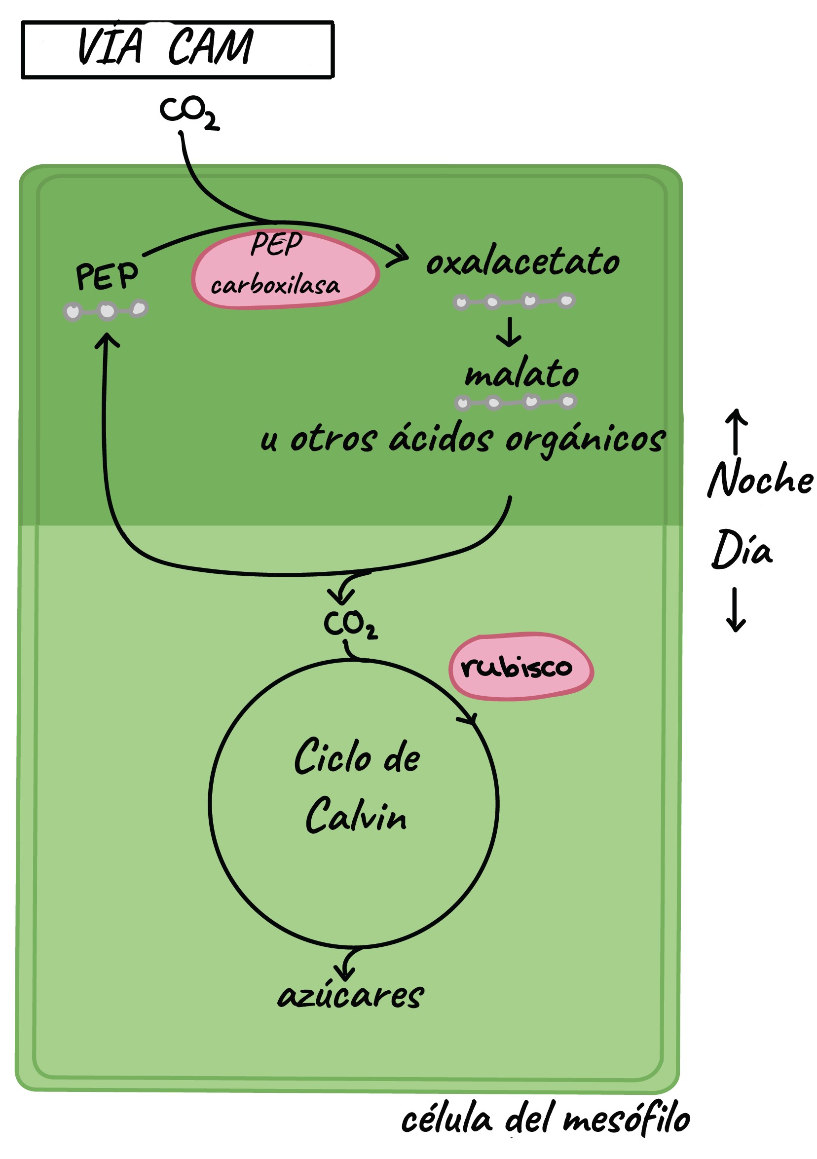 El metabolismo de las plantas C3, C4, CAM y su incidencia en la ...