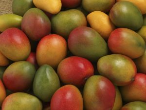 Perú: Origen privilegiado para mango de exportación - PortalFruticola.com