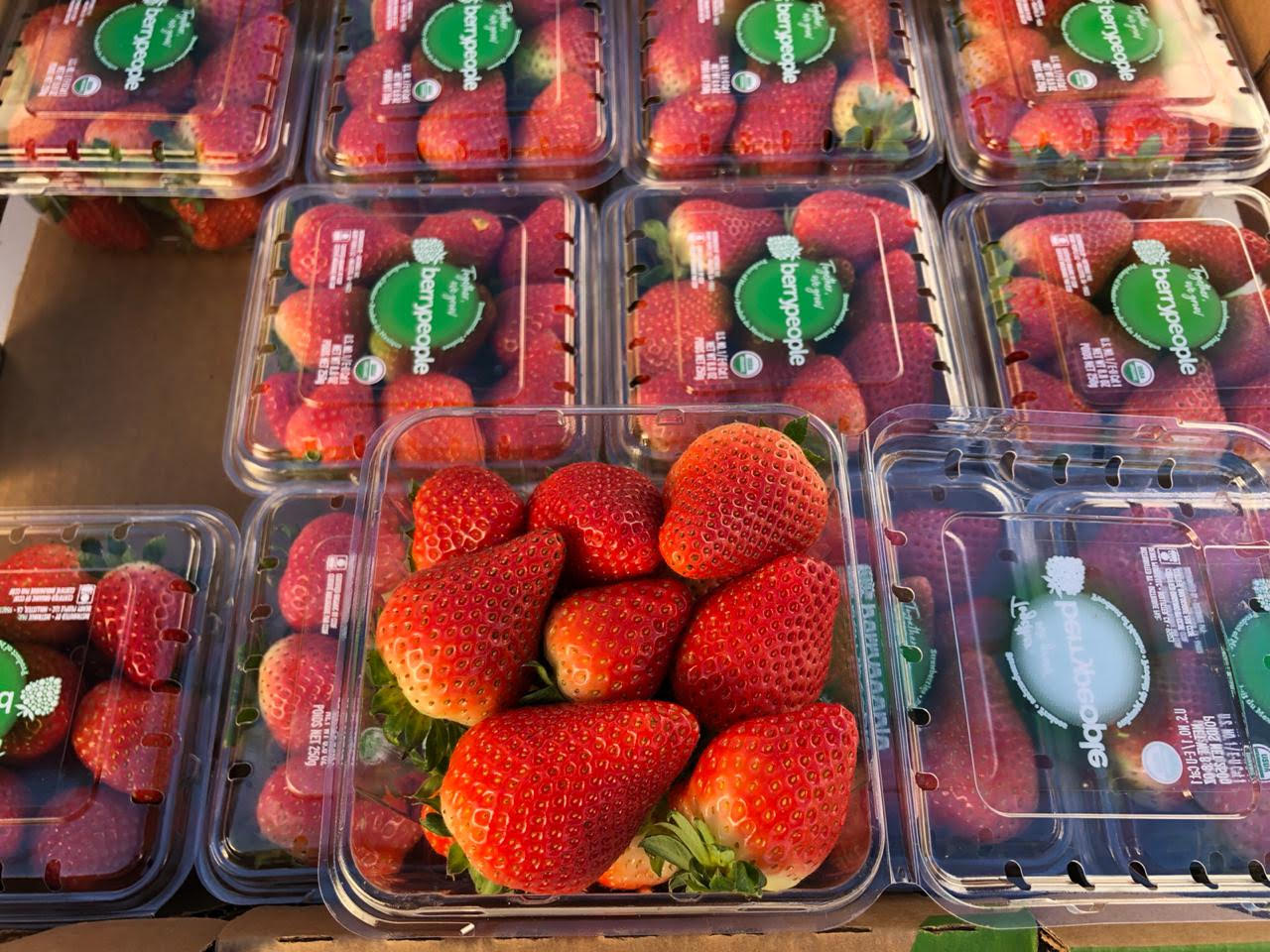 Berry People expande el programa de fresas orgánicas de Baja California ...