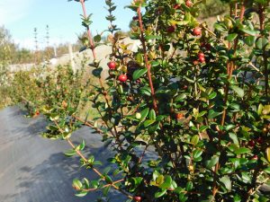 Guía básica para la producción de murta o murtilla - PortalFruticola.com