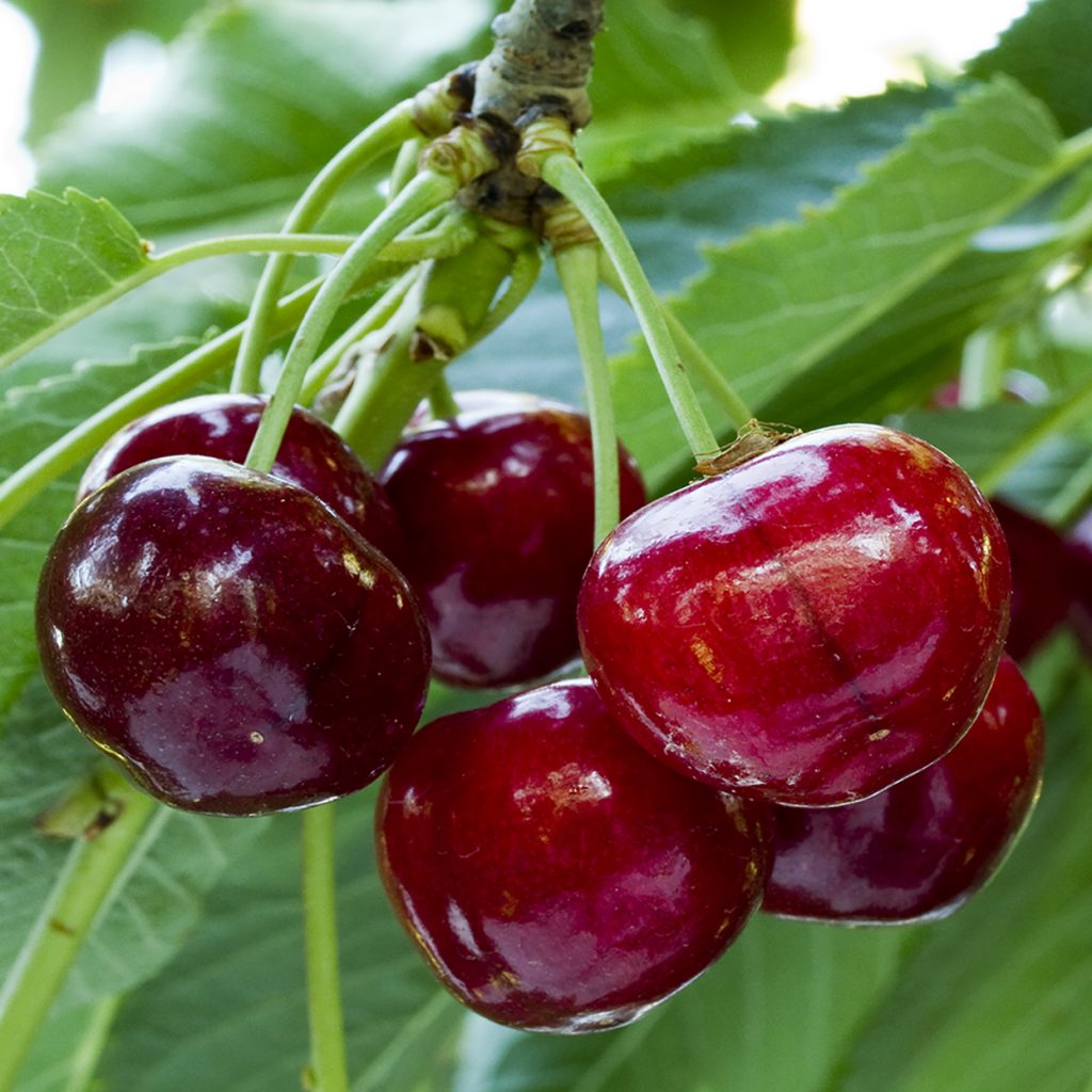 Rainier Fruit: Proveedor de cerezas premium del estado de Washington ...