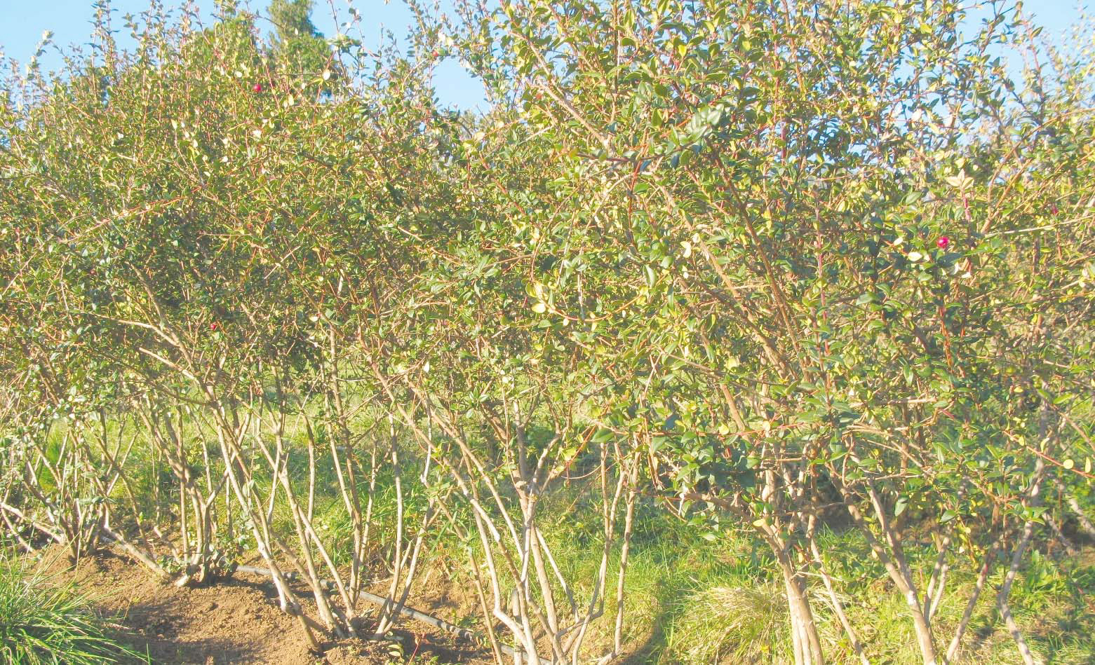 Estrategia y manejo en la poda de la murtilla - PortalFruticola.com