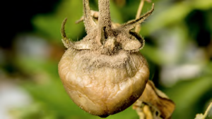 Botrytis cinerea en tomate - PortalFruticola.com