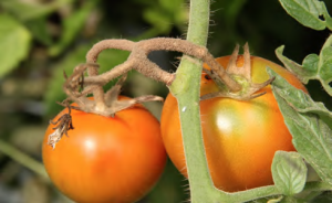Botrytis cinerea en tomate - PortalFruticola.com