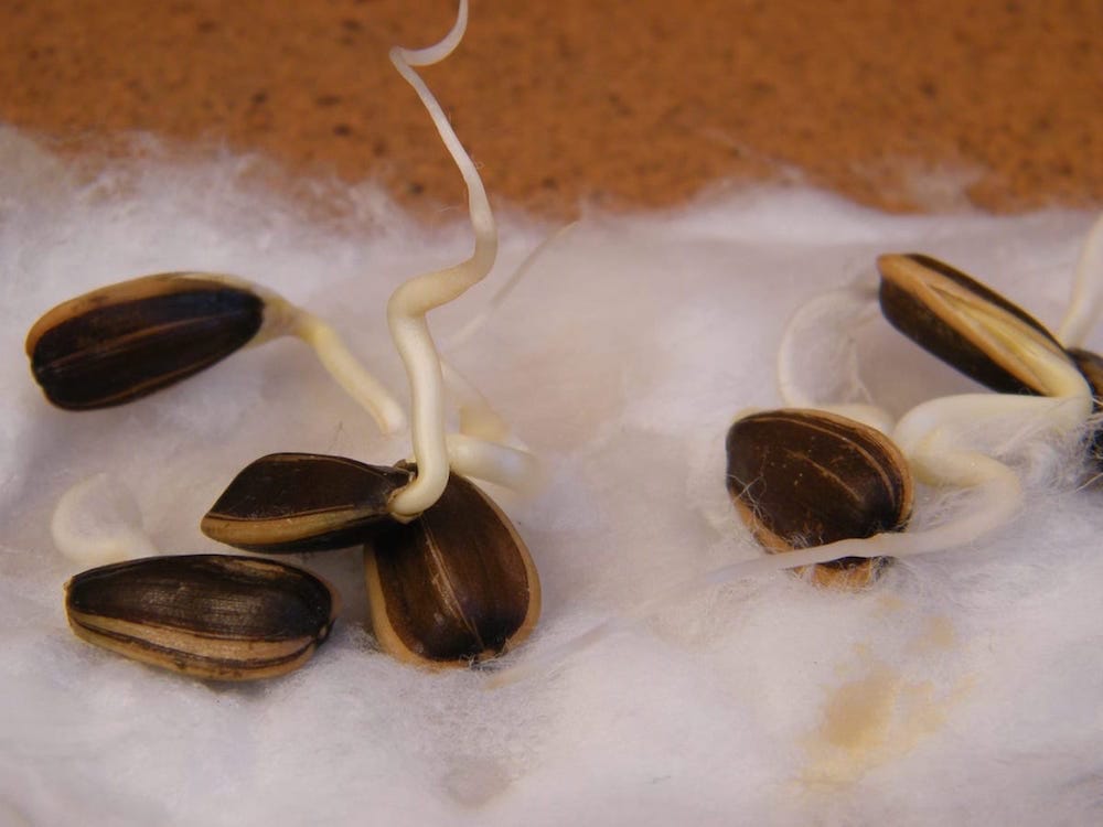 Test de germinado casero y truco para germinar mas rápido ...