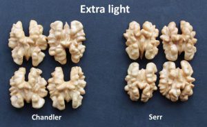 Calidad de la nuez: Variedades, calibres y color - PortalFruticola.com