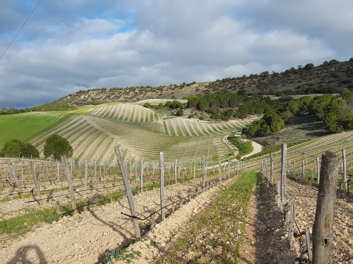 El manejo de suelos calcáreos - PortalFruticola.com