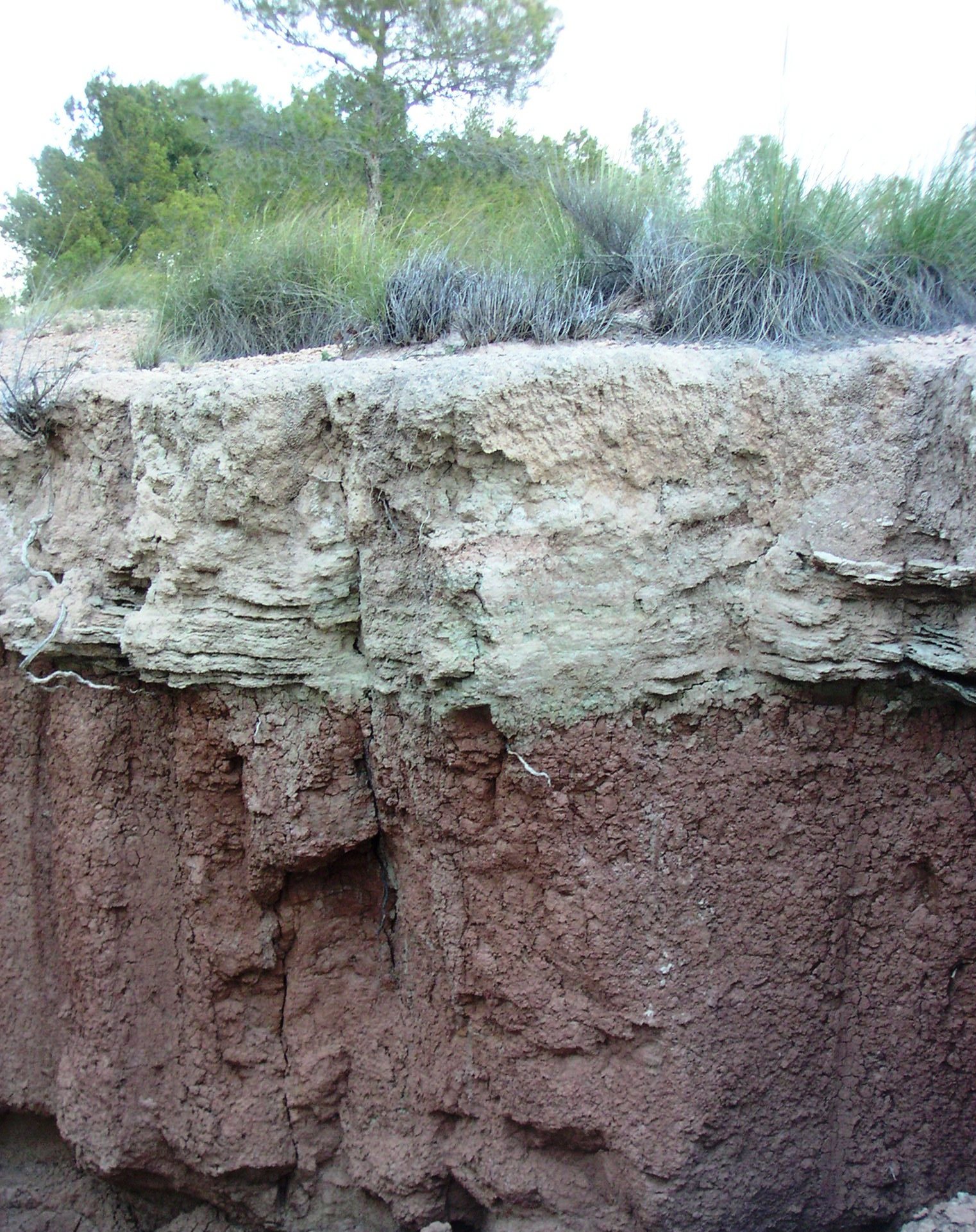 El manejo de suelos calcáreos - PortalFruticola.com