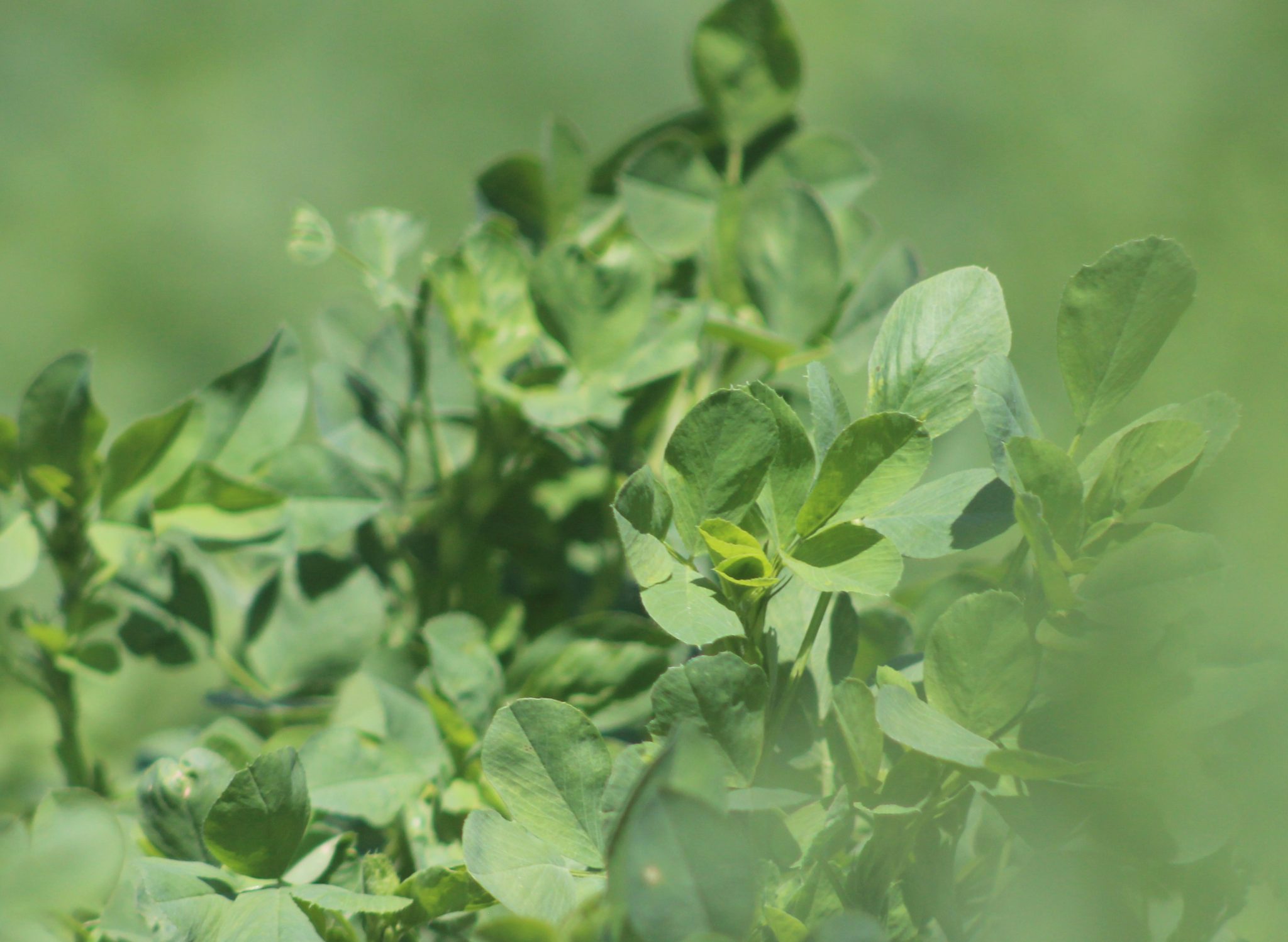 Producción de alfalfa en zona de escasez hídrica - PortalFruticola.com