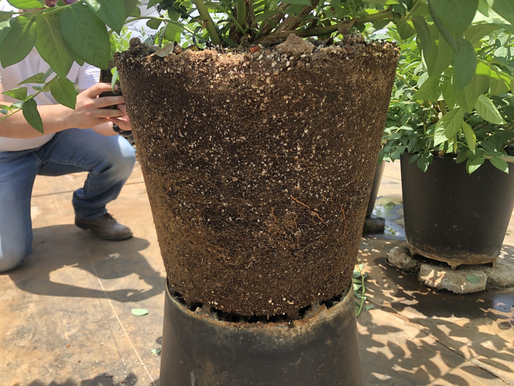 Paso a paso para fabricar un sustrato ideal para tus plantas ...