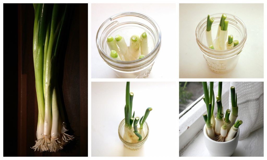 Cómo plantar tus propias plantas de cebollines en casa ...
