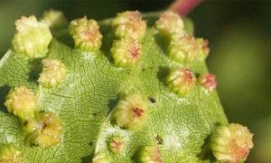 Filoxera de la vid: 10 tips para su control