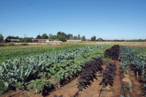 Guía básica para el cultivo de Kale - PortalFruticola.com