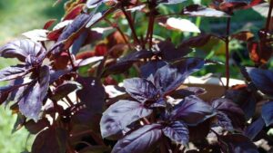 Cómo cultivar la albahaca morada en tu huerto - PortalFruticola.com