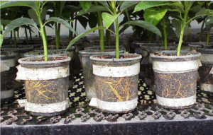 Guía técnica para la propagación del aguacate: semillas, injertos y más - PortalFruticola.com