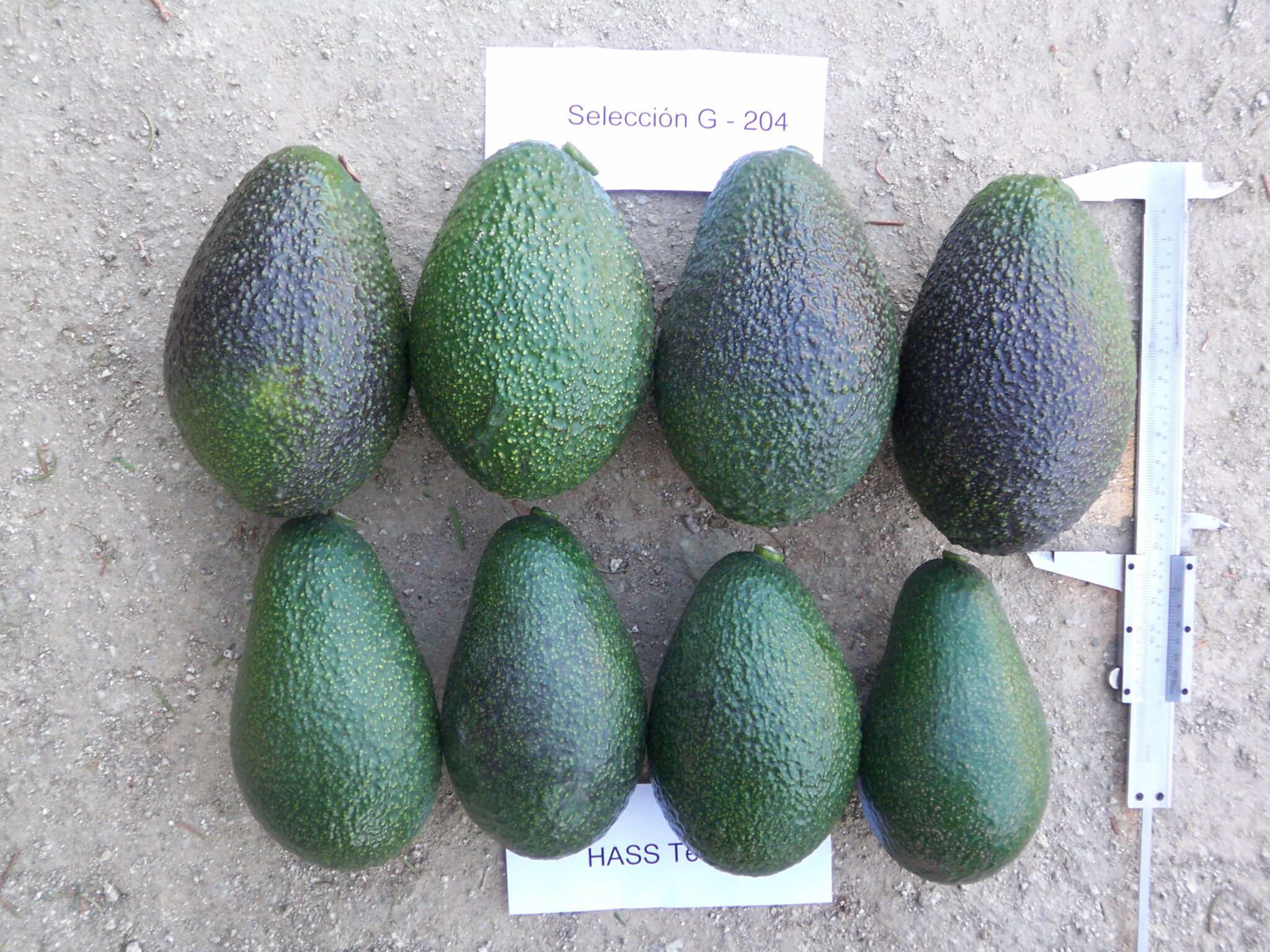 Expandiendo el suministrito global de fruta Hass-like - PortalFruticola.com