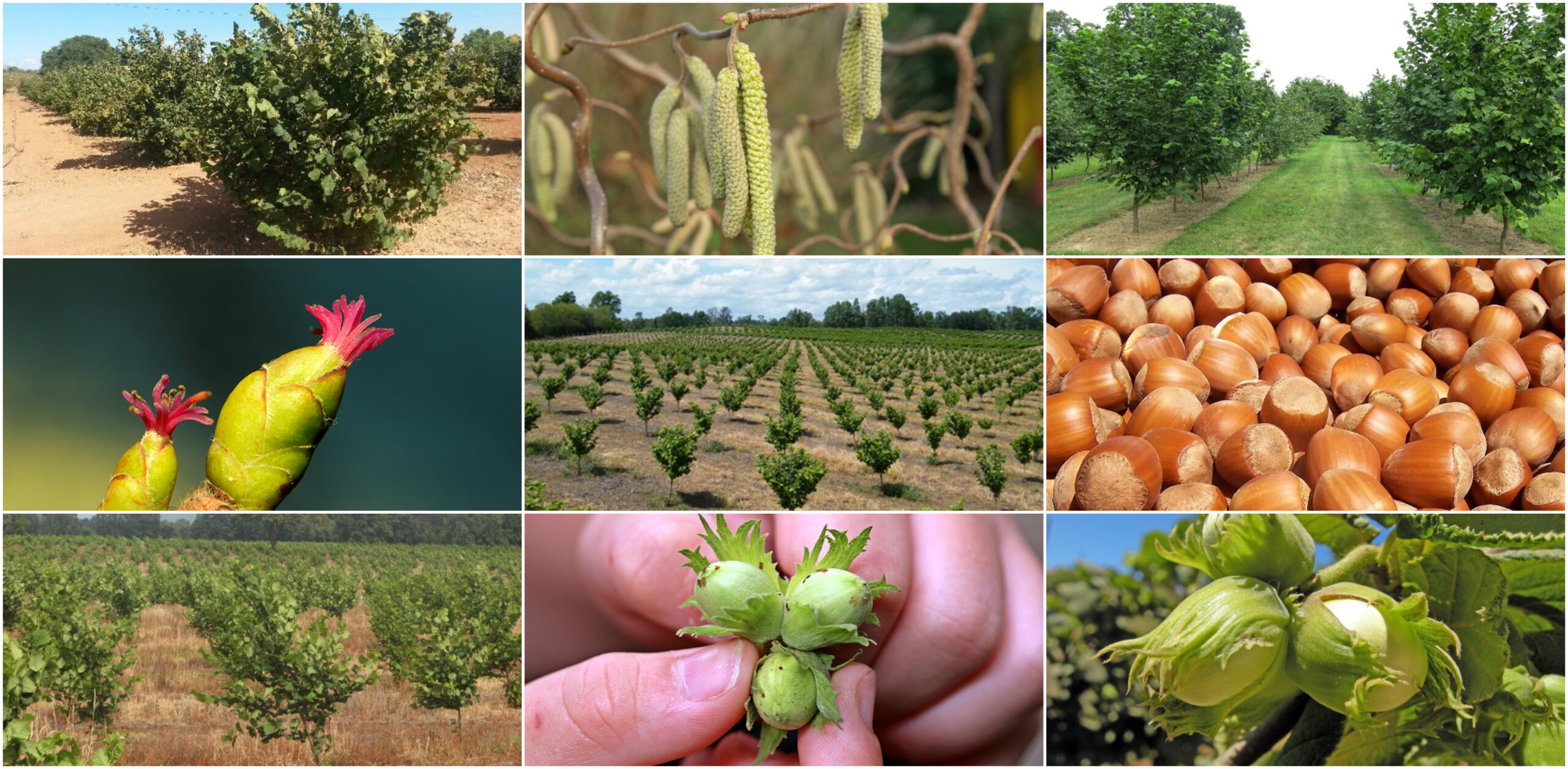 Guía básica para el cultivo de avellano europeo - PortalFruticola.com