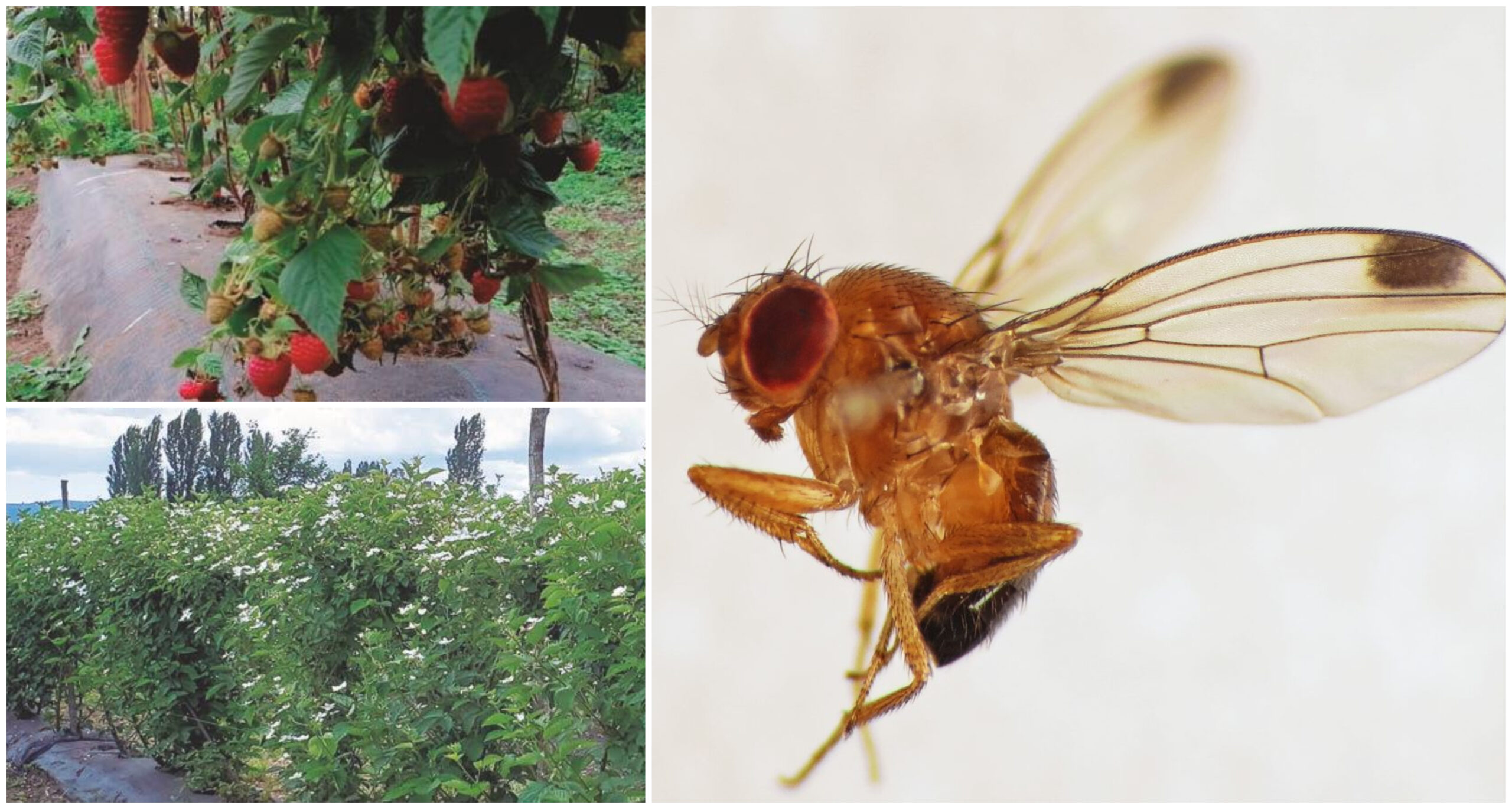 Manejo agroecológico de la mosca de alas manchadas Drosophila suzukii ...