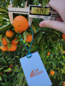 CalGrow rearma su plataforma y está lista para salir al mercado