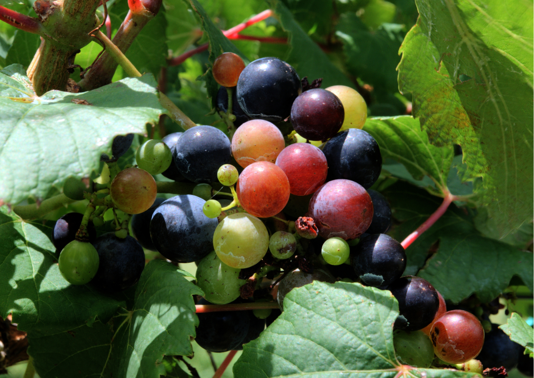 Chanchitos blancos en uva de mesa en los valles del Norte Chico, Chile ...