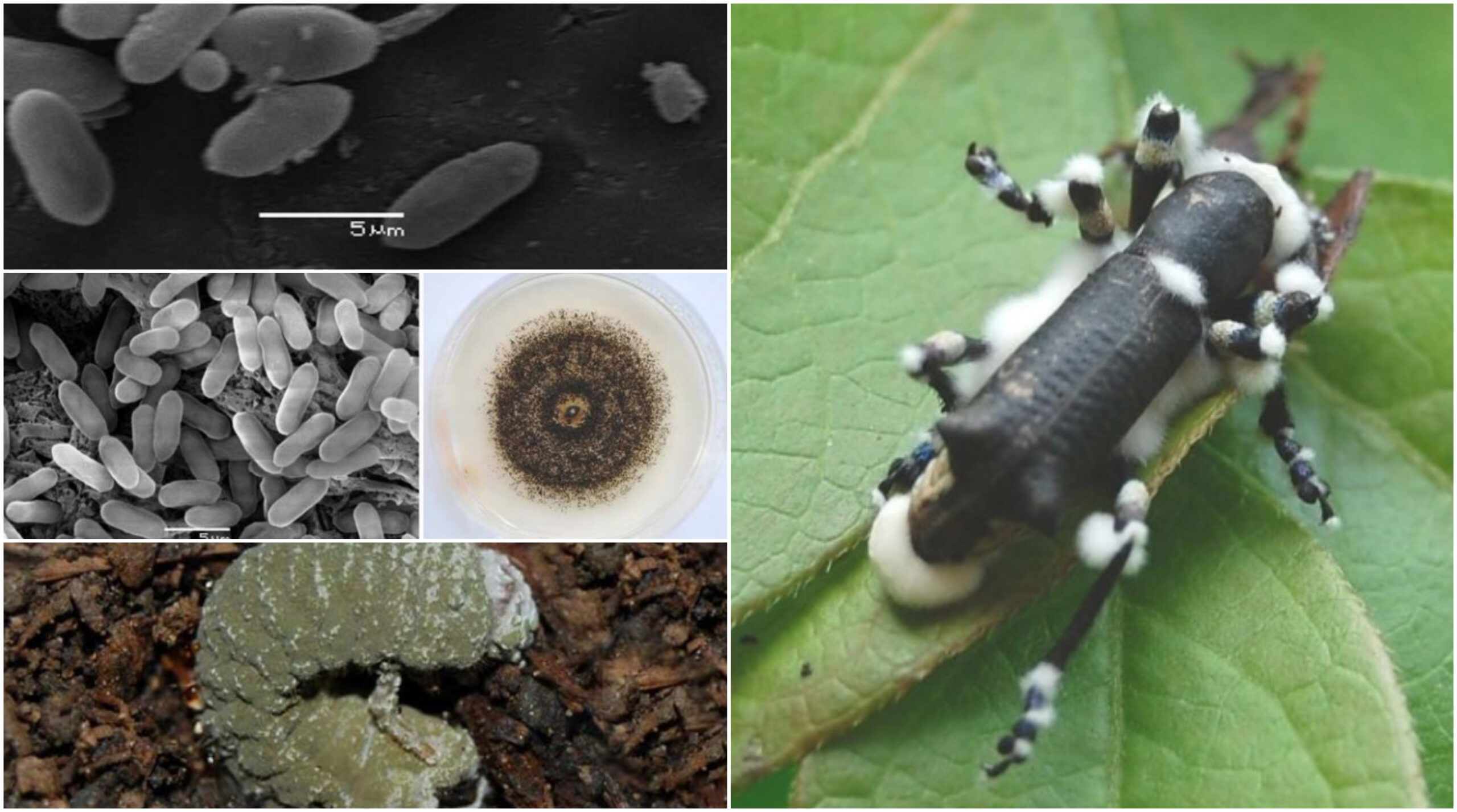 Uso de controladores biológicos en arándano y frambueso ...